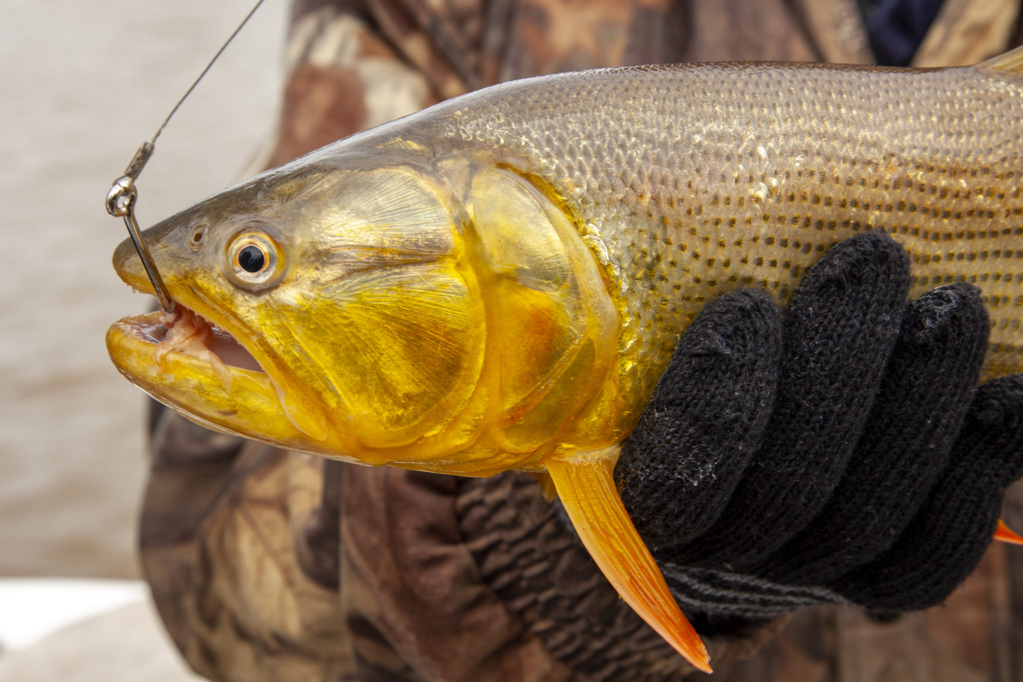 2010196sdc0111 - IMB Photos