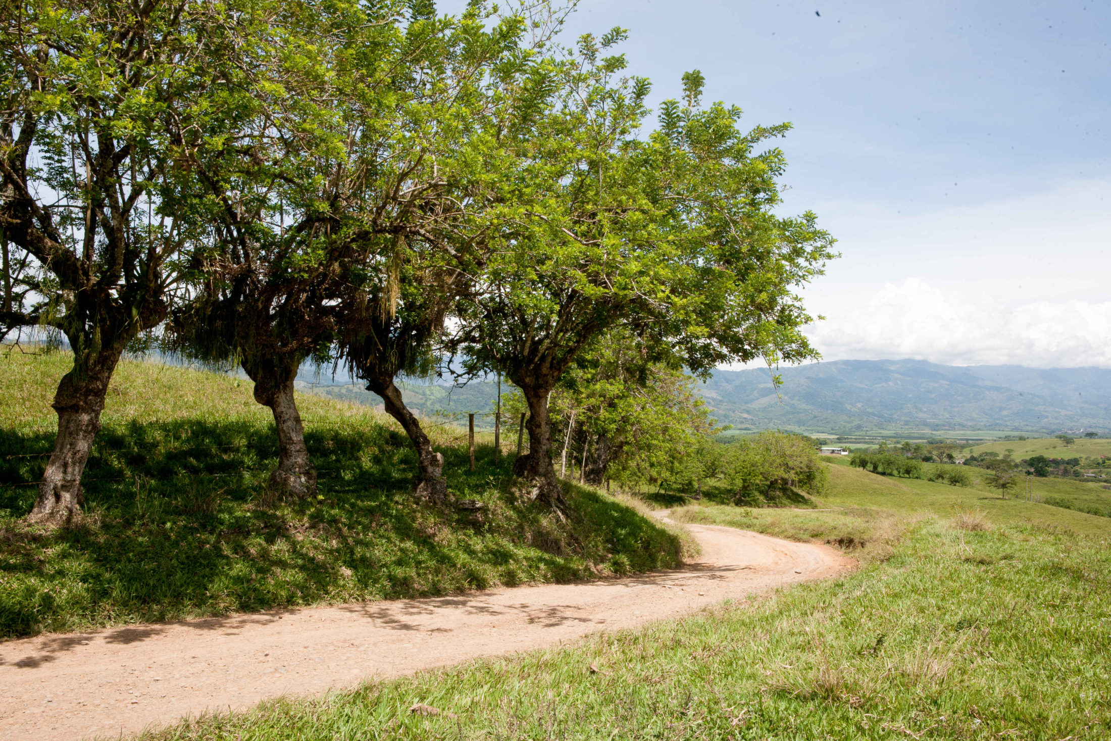 Colombian Trees - IMB