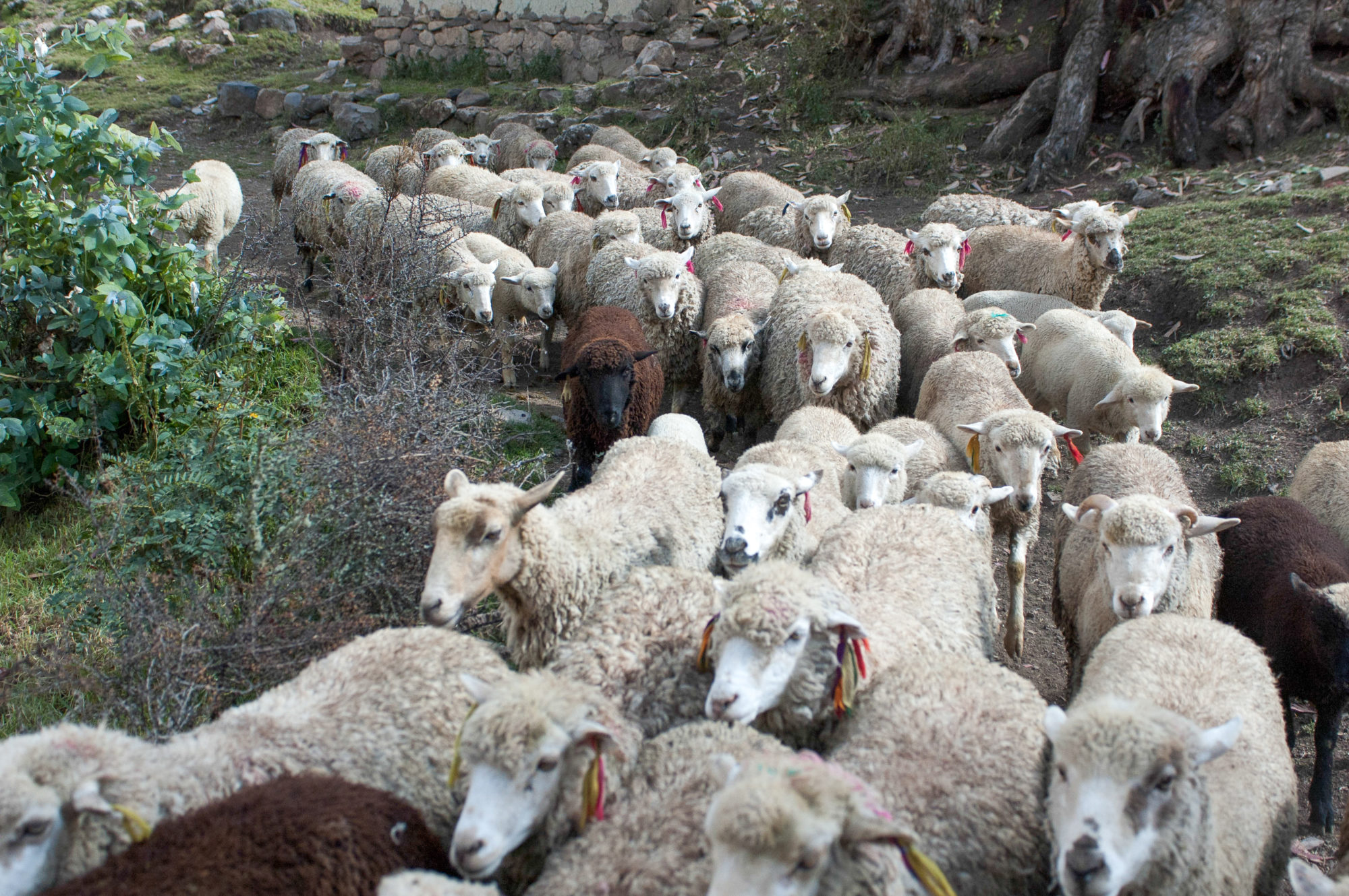 Peruvian Sheep - IMB
