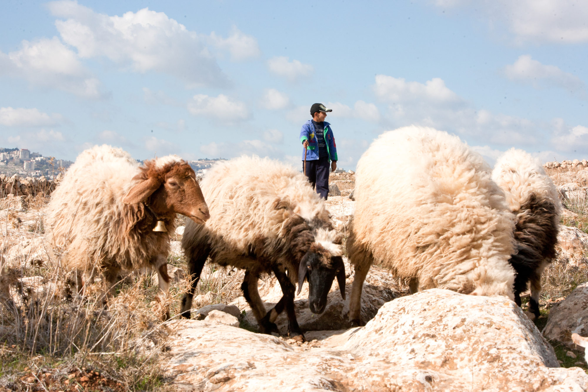 Sheep on the Hill - IMB