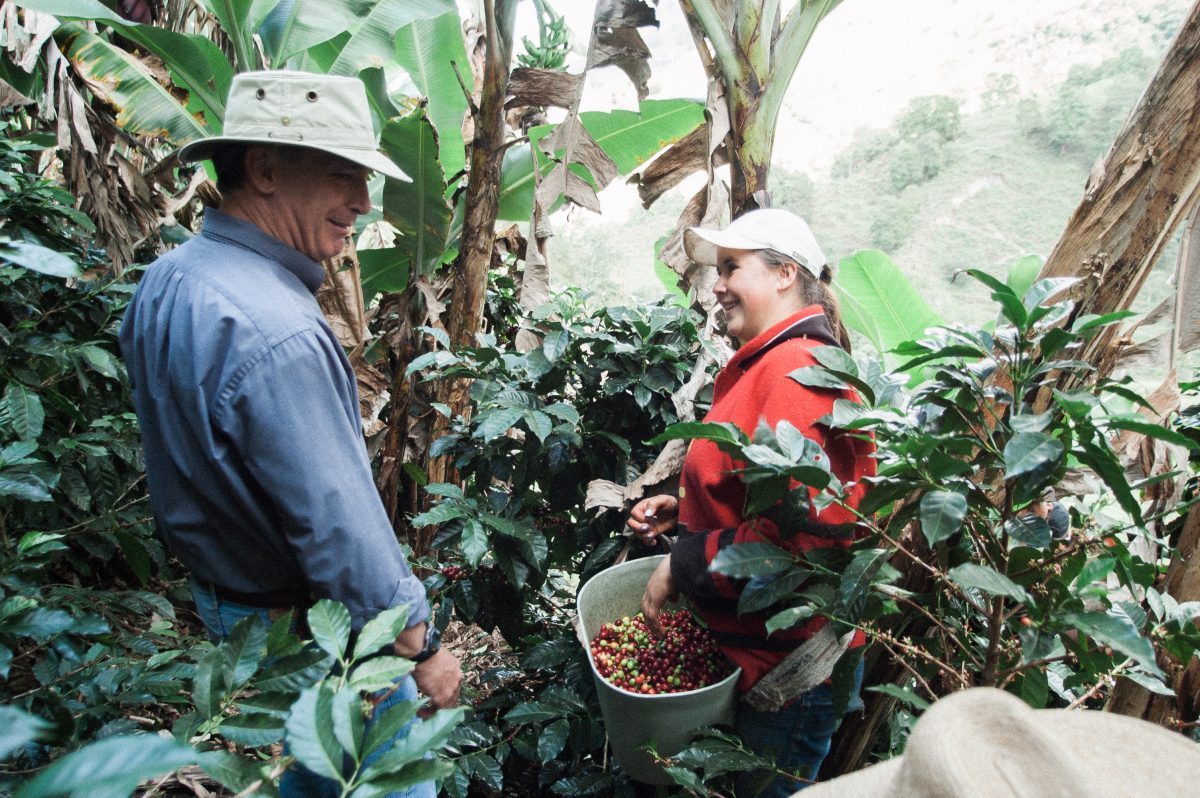 Picking Coffee - IMB