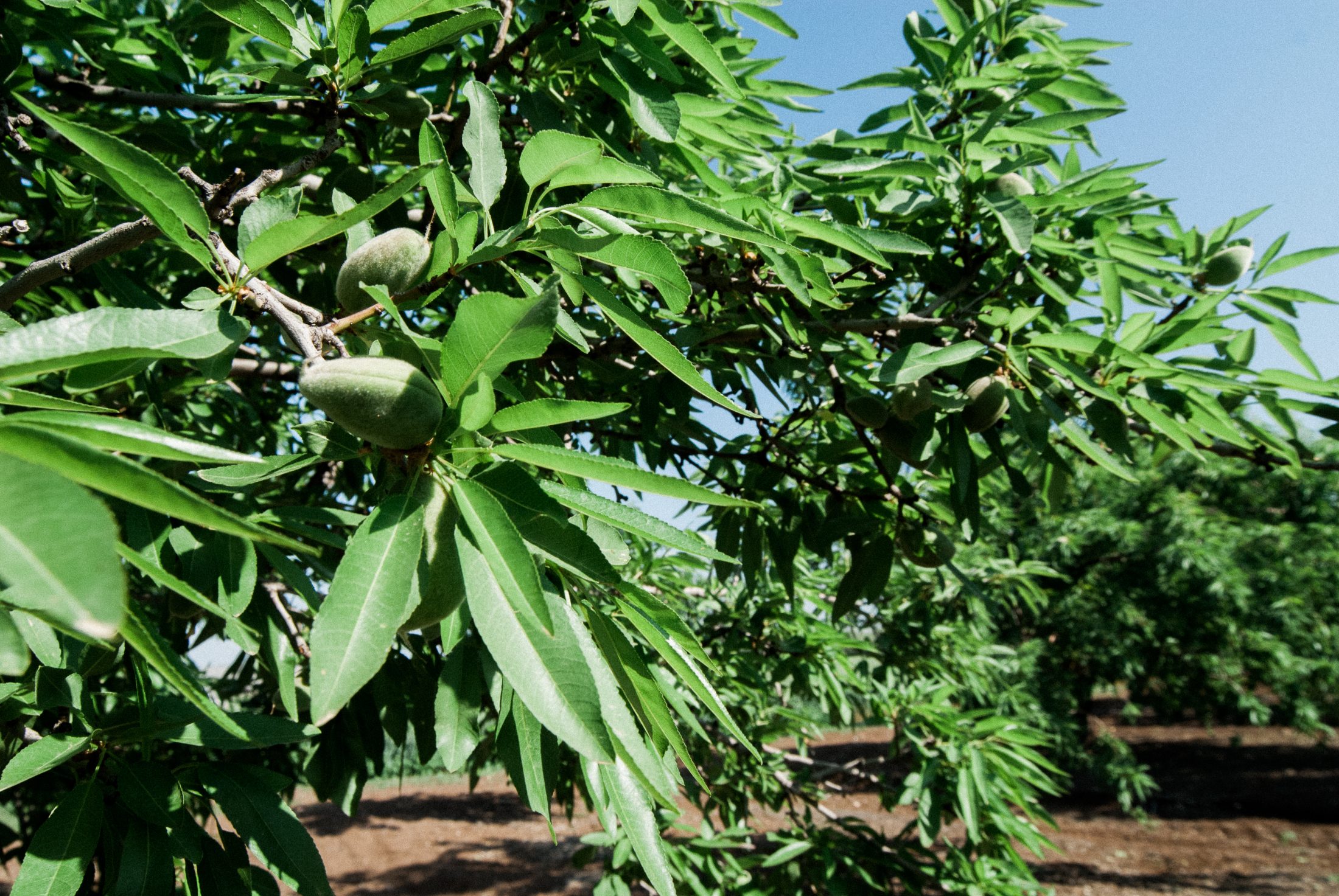 Almond Trees - IMB