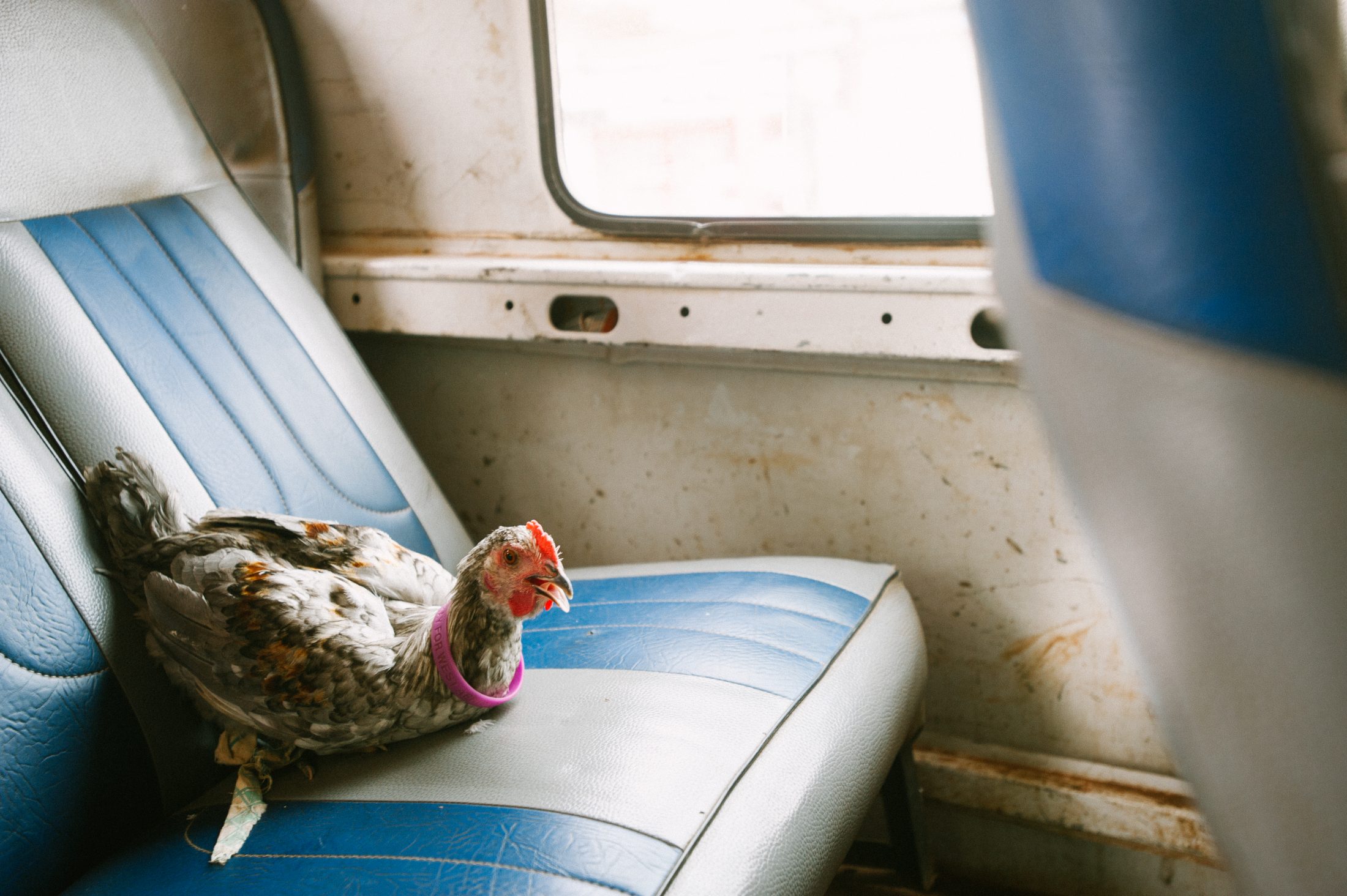 Chicken on a Bus - IMB
