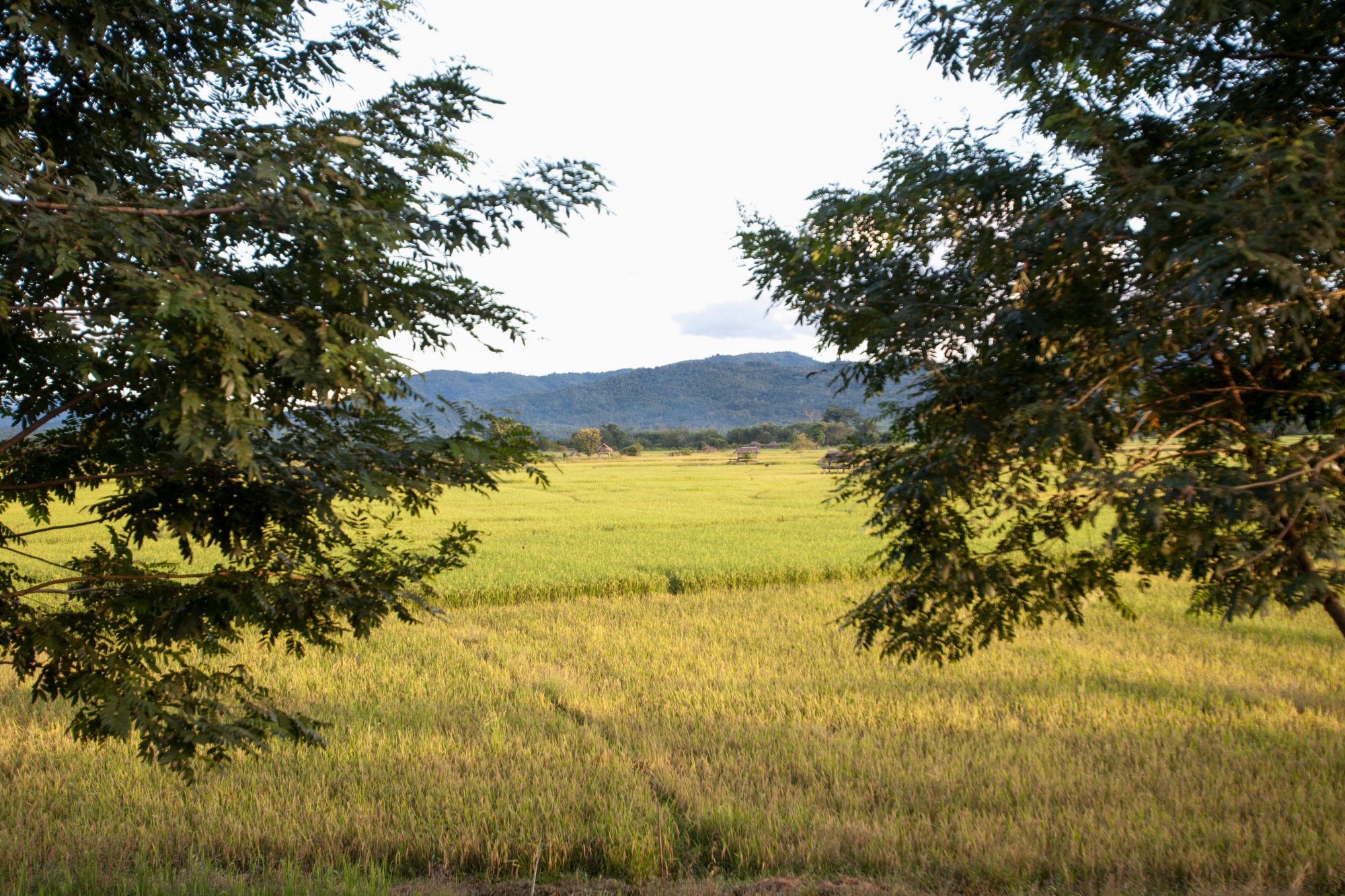 Farms in Myanmar - IMB