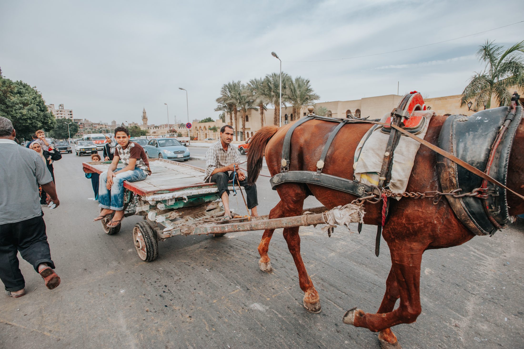 Horse Cart in Egypt - IMB